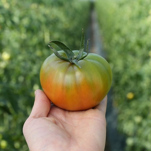 [맛군] 산지직송 부산 대저 짭짤이토마토 2.5kg (2s-m) 대저토마토