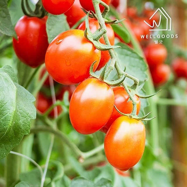 [웰굿] 스테비아 청포도 방울토마토 2kg(500gx4)