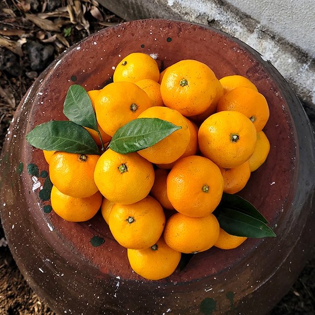 [전라도 청년] 제주 산지 직송 타이벡 감귤 4.5kg 소과 (2S-S)