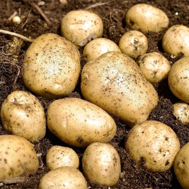 햇감자 5kg 특(100-150g)