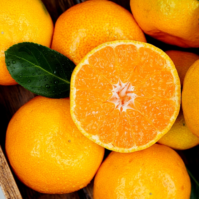 제주 하우스귤 실중량 1.5kg M-L