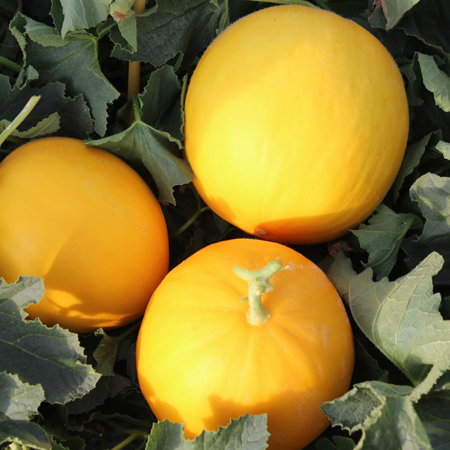 [산지직송] 15brix이상 꿀당도 양구메론 2-4수 (3kg내외)