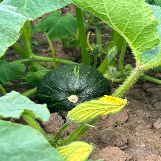 [제주땡큐베리팜] 못난이 미니단호박 3KG